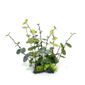 Most Realistic Artificial Aquarium Plants – Aquafaux